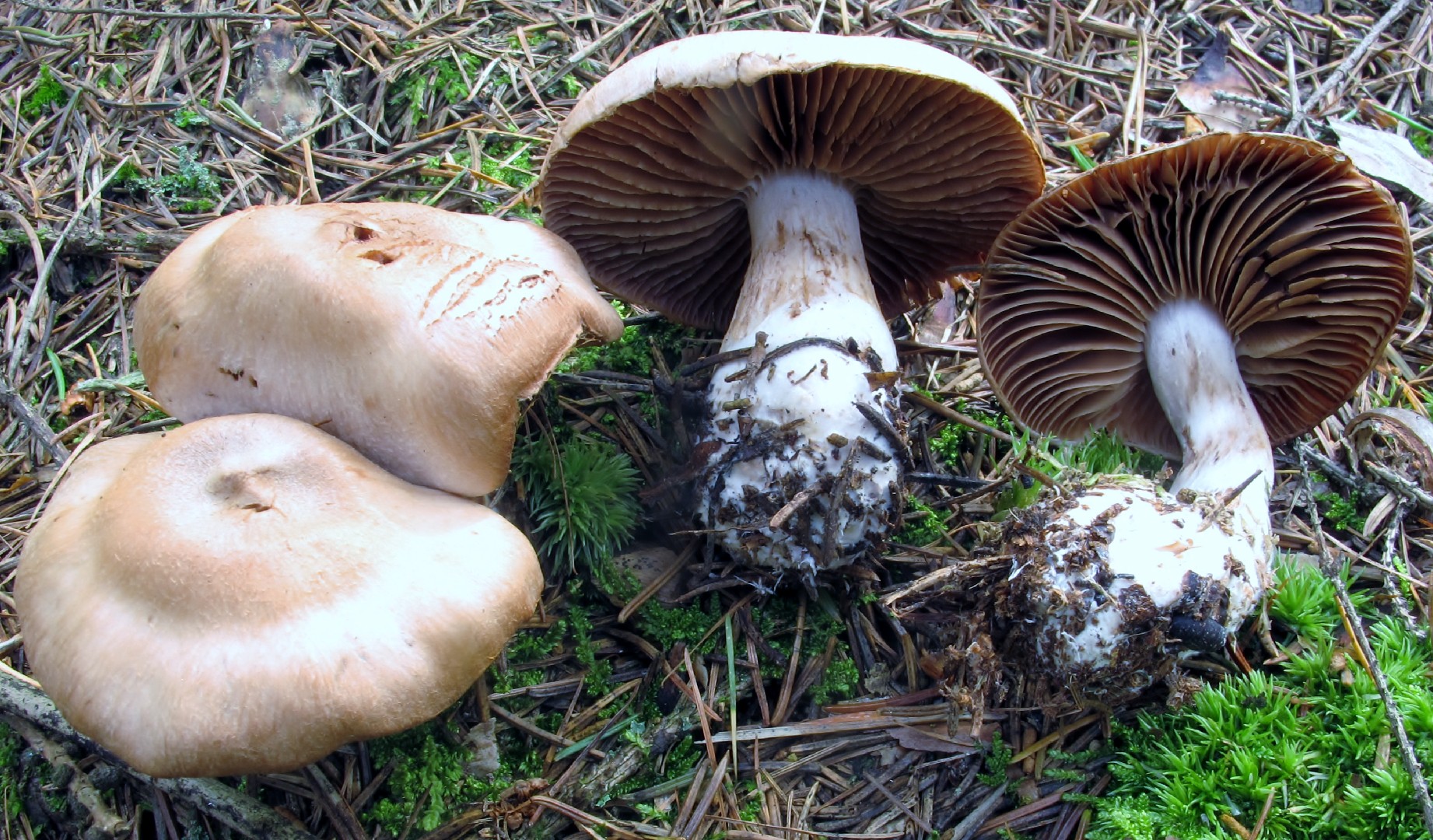 Cortinarius malachius (Cortinarius malachius) - Picture Mushroom