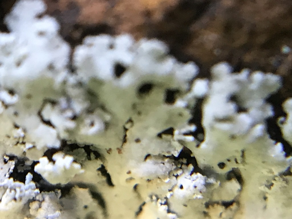 Physcia tribacia (Physcia tribacia) - Picture Mushroom