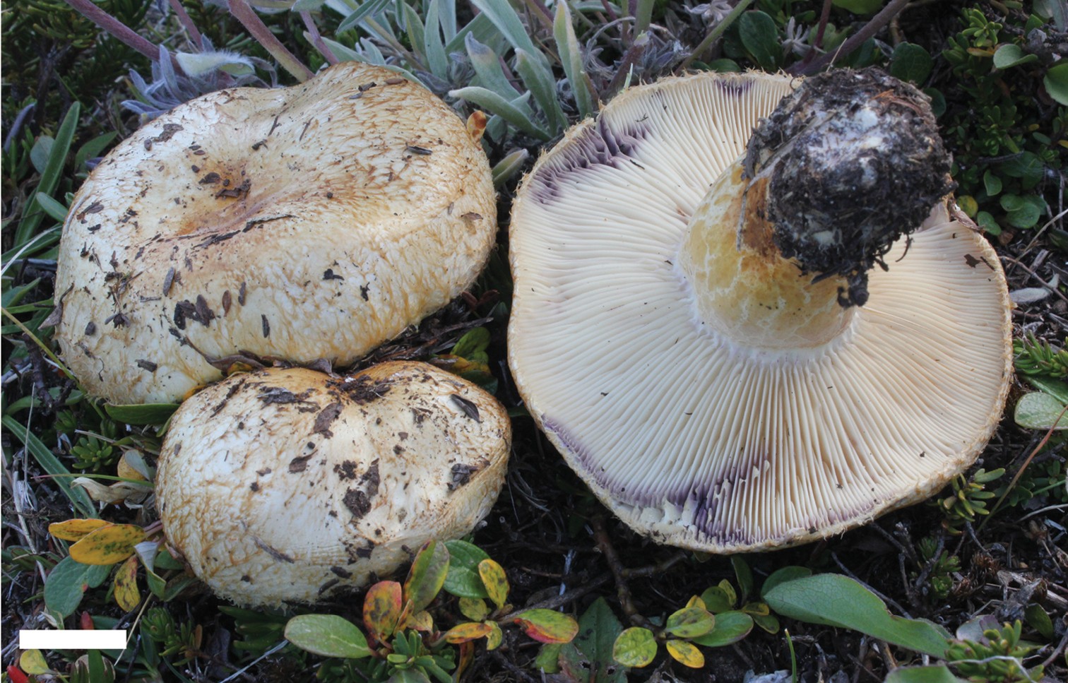 チチタケ属 (Lactarius) - Picture Mushroom