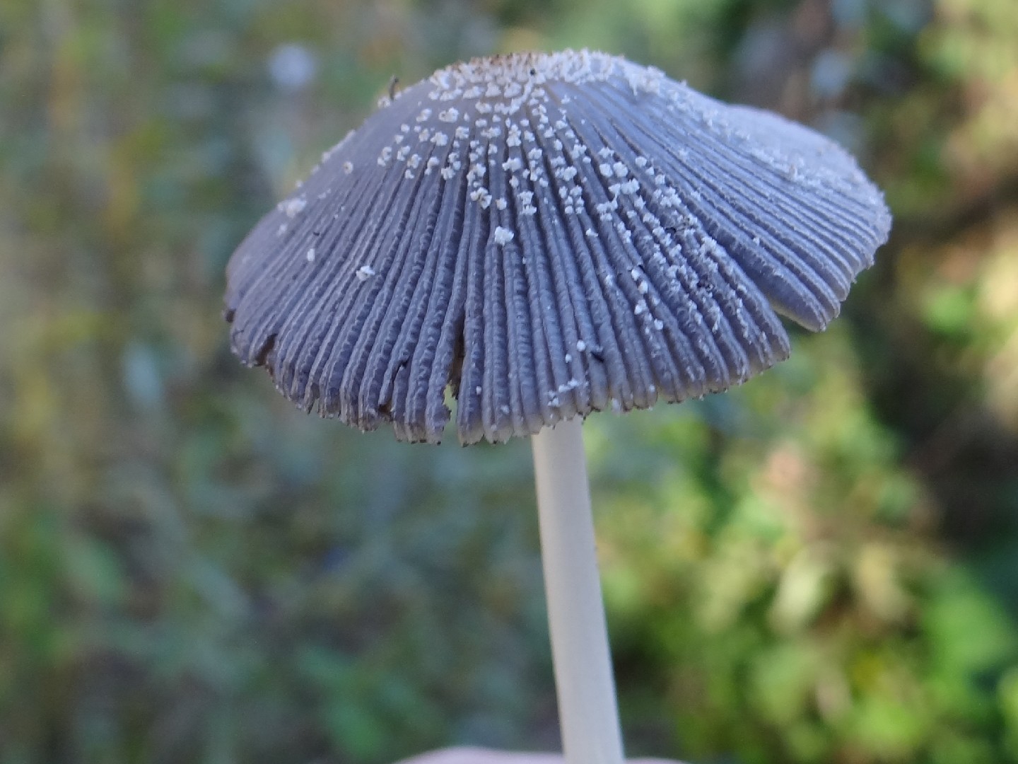 Coprin pied-de-lièvre (Coprinopsis lagopus) - Picture Mushroom