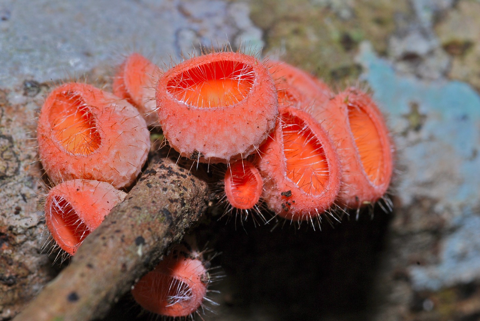 Hongo de copa rosada (Cookeina tricholoma) - Picture Mushroom