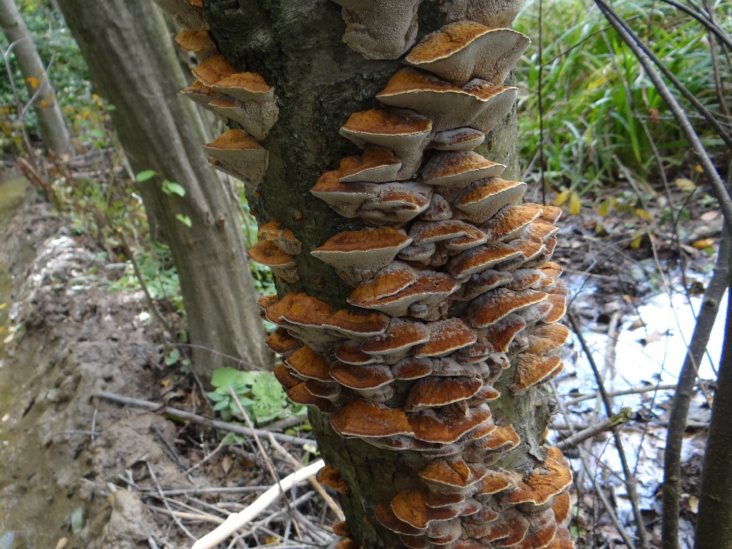 Xanthoporia (Xanthoporia) - Picture Mushroom
