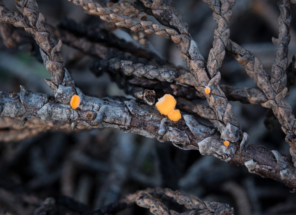 Pithya cupressina (Pithya cupressina) - Picture Mushroom