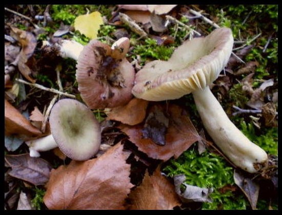 Russula gracillima (Russula gracillima) - Picture Mushroom