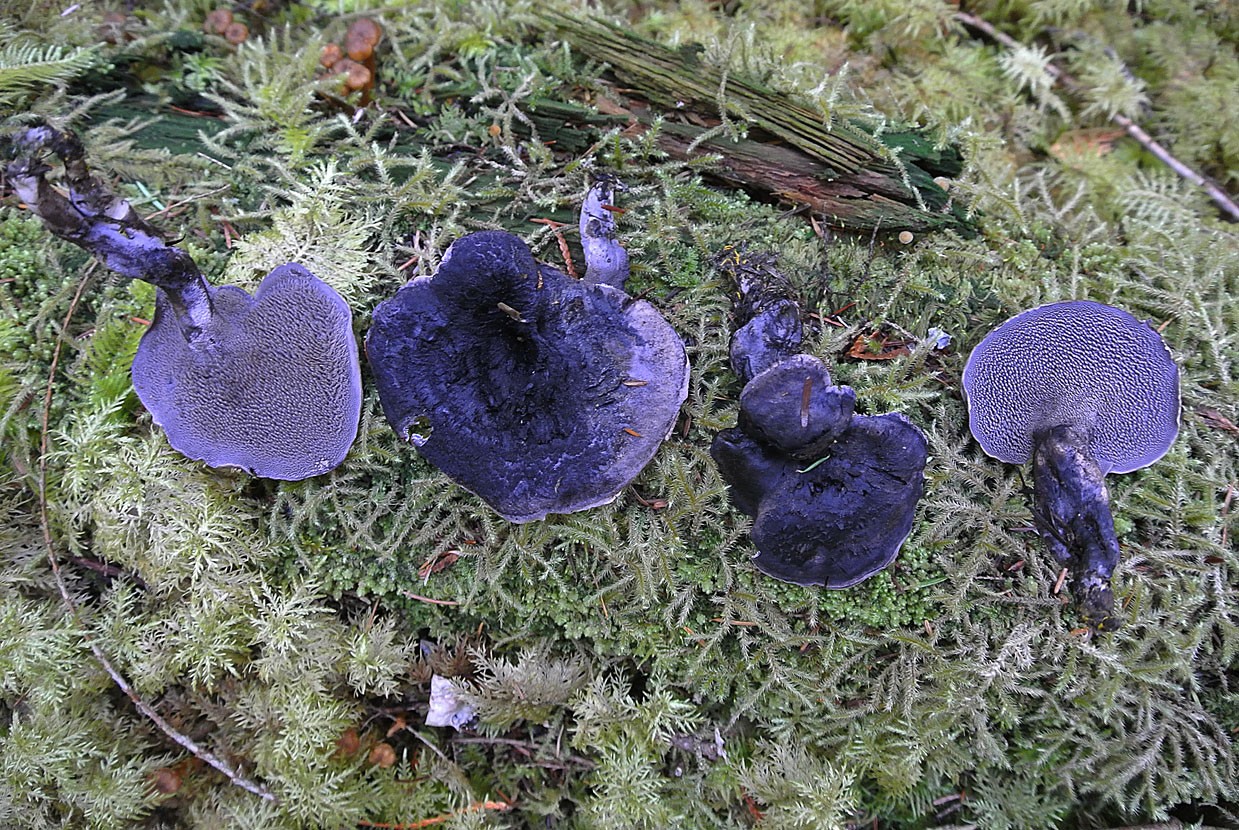 Sarcodon fuscoindicus (Sarcodon fuscoindicus) - Picture Mushroom
