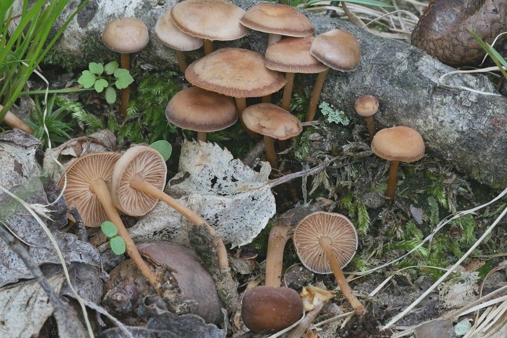 Gymnopus (Gymnopus) - Picture Mushroom