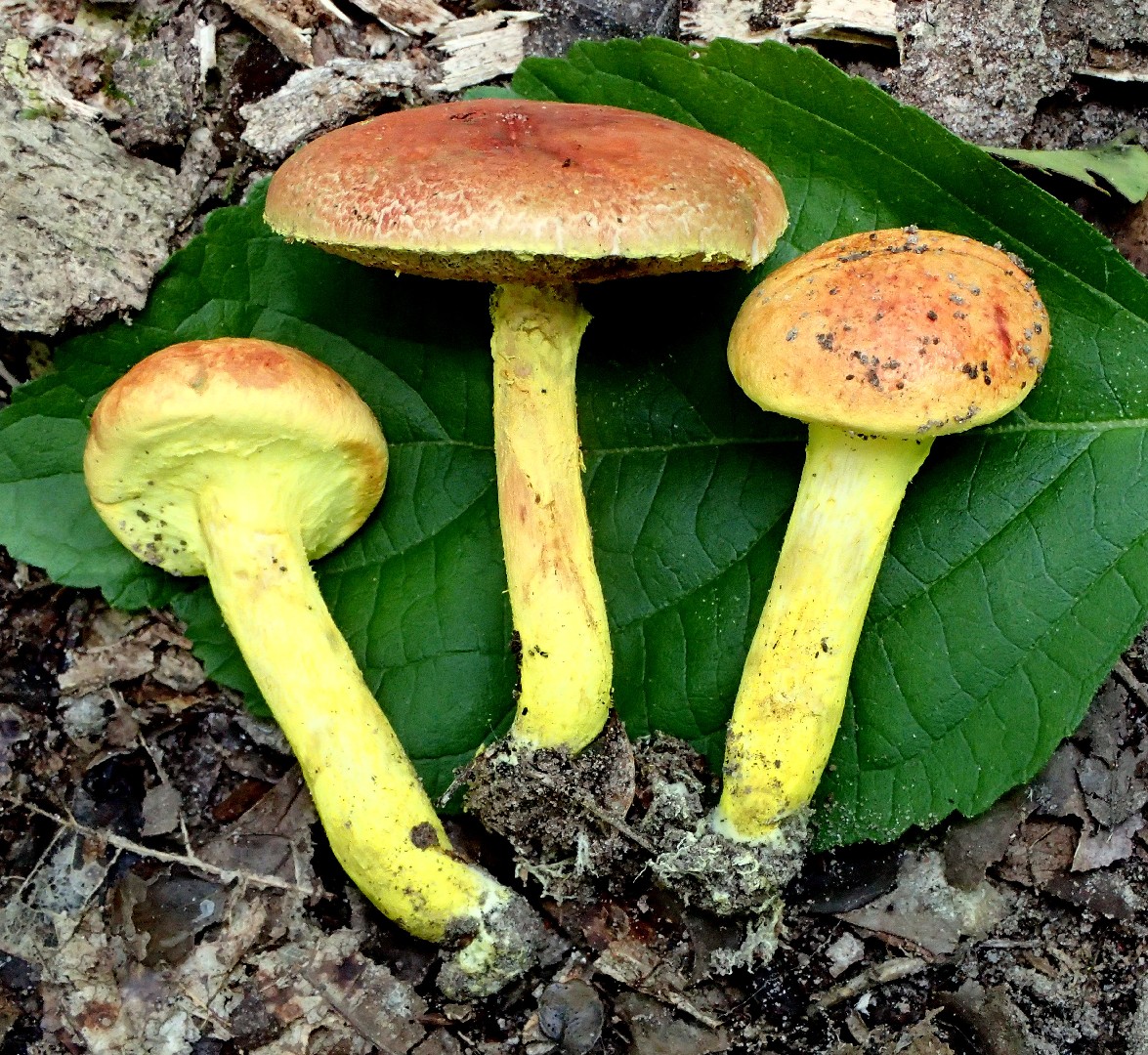 Pulveroboletus (Pulveroboletus) - Picture Mushroom