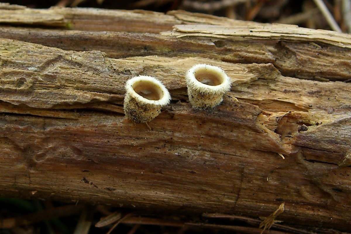 Nidula niveotomentosa (Nidula niveotomentosa) - Picture Mushroom
