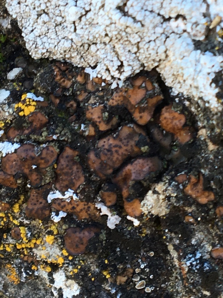 Placidium squamulosum (Placidium squamulosum) - Picture Mushroom