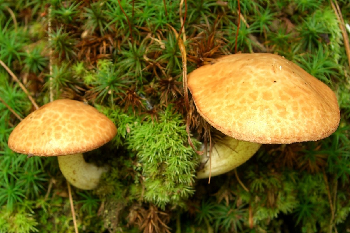 Маслёнок (Suillus) - Picture Mushroom