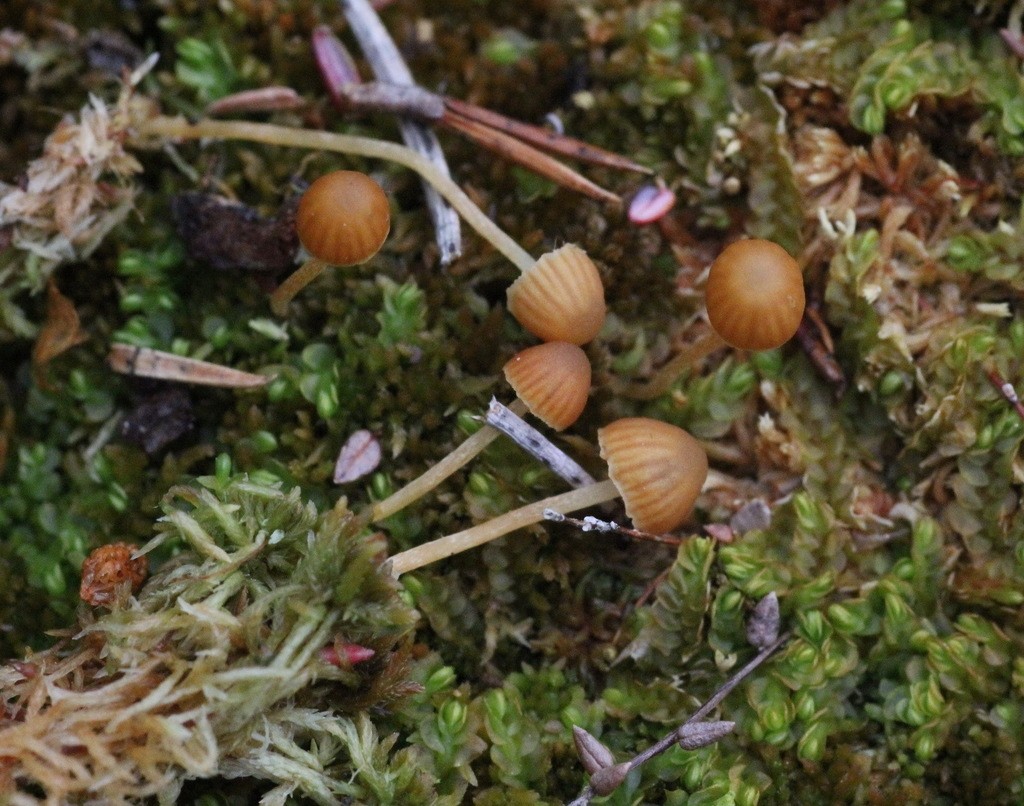 Galerina calyptrata (Galerina calyptrata) - Picture Mushroom