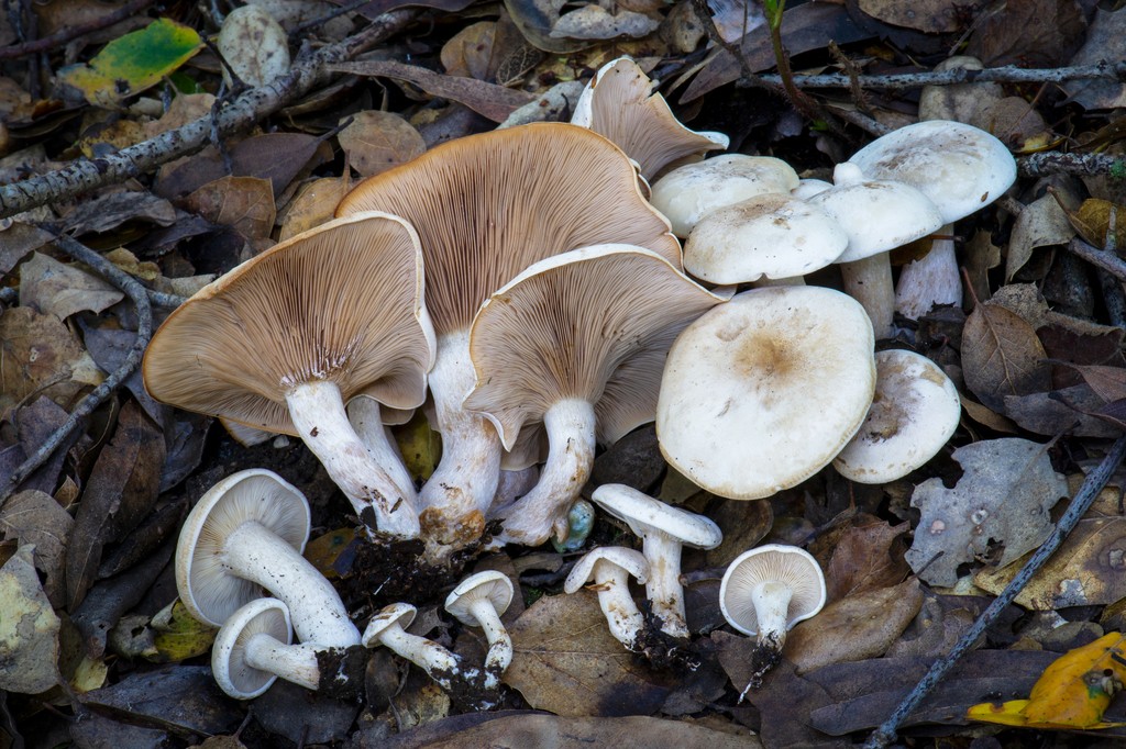 Lepista (Lepista) - Picture Mushroom