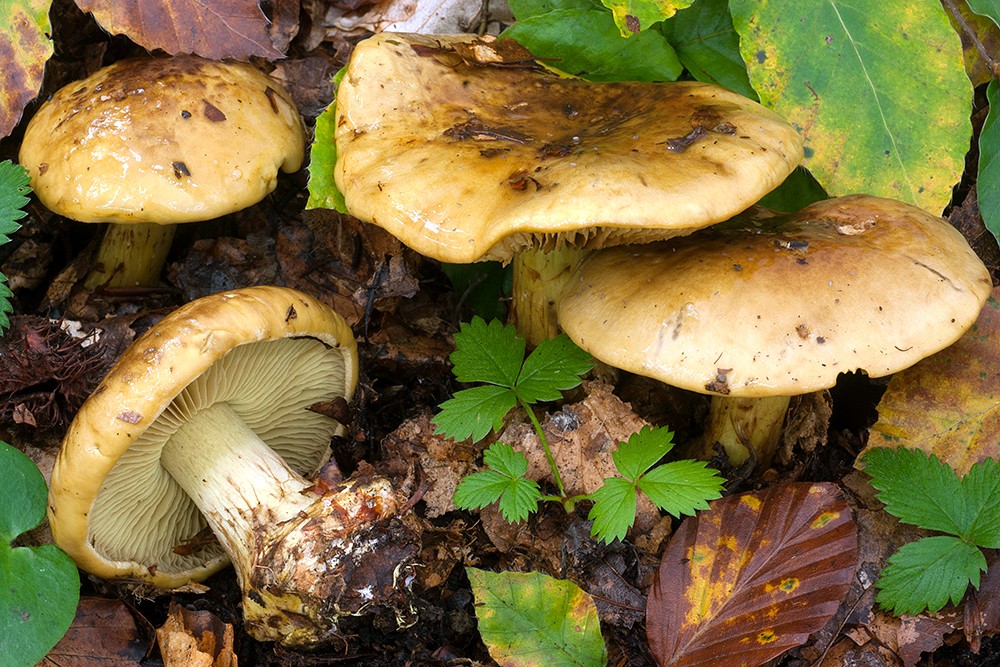 Cortinarius citrinus (Cortinarius citrinus) - Picture Mushroom