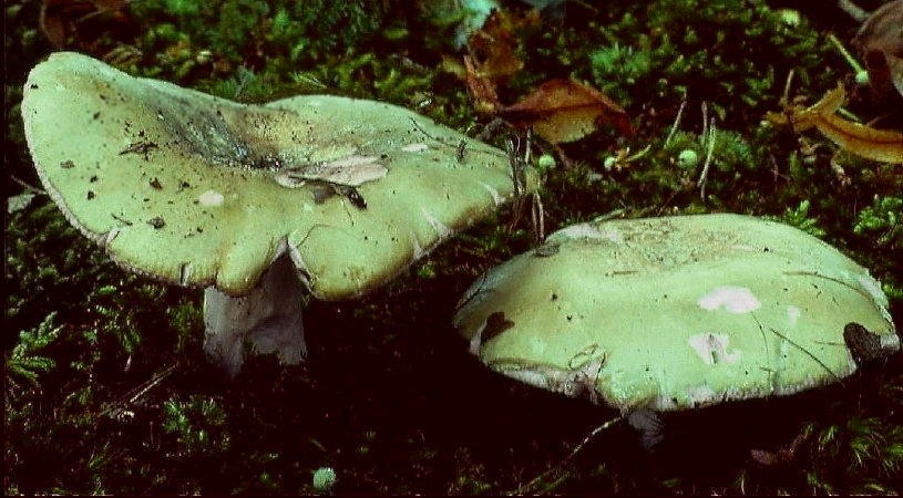 Greasy green brittlegill (Russula heterophylla) - Picture Mushroom