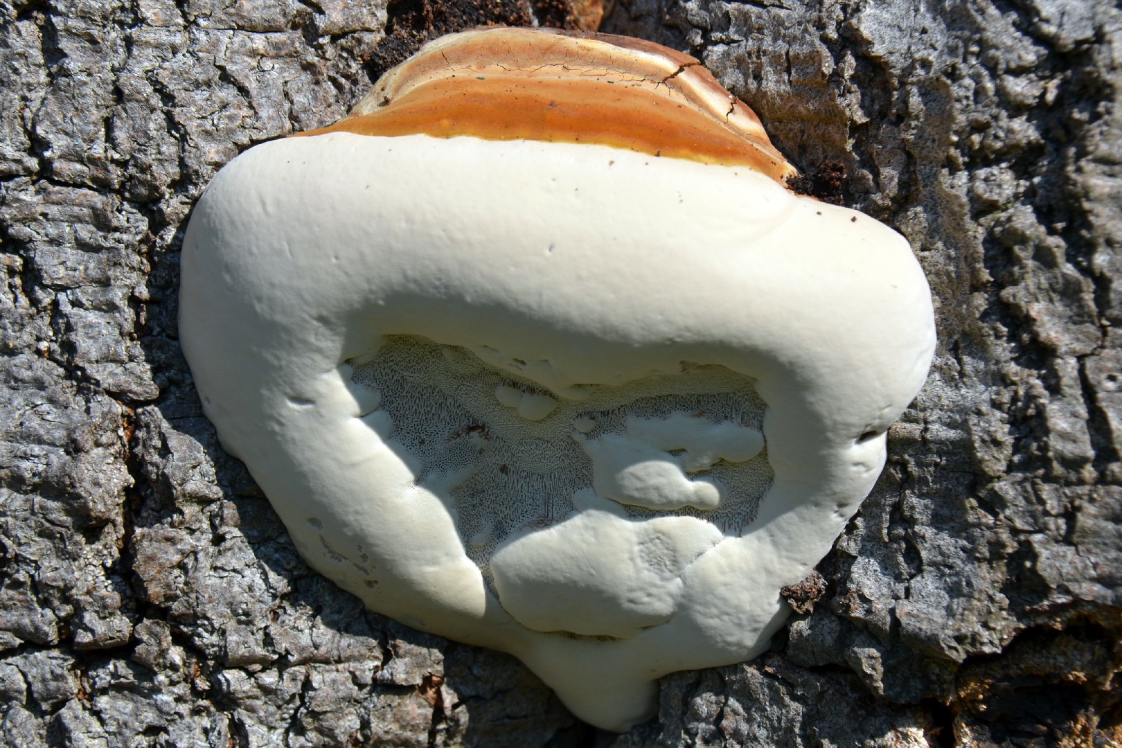 Ganoderma (Ganoderma) - Picture Mushroom