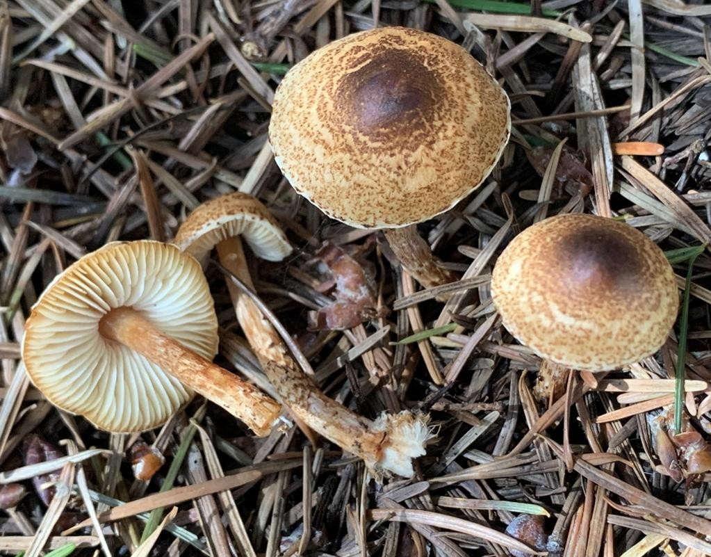Lepiota (Lepiota) - Picture Mushroom