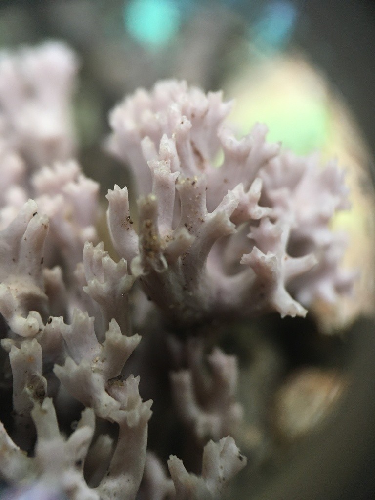 Ramaria fumigata (Ramaria fumigata) - Picture Mushroom