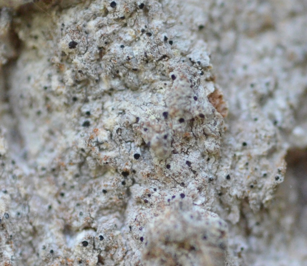 Inoderma (Inoderma) - Picture Mushroom