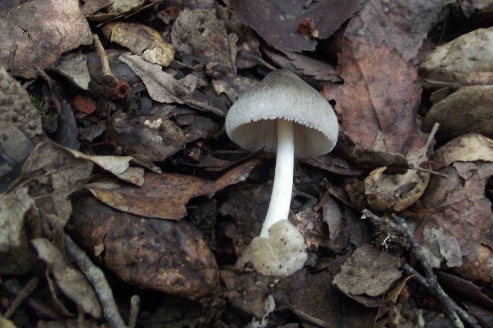 Вольвариелла (Volvariella) - Picture Mushroom