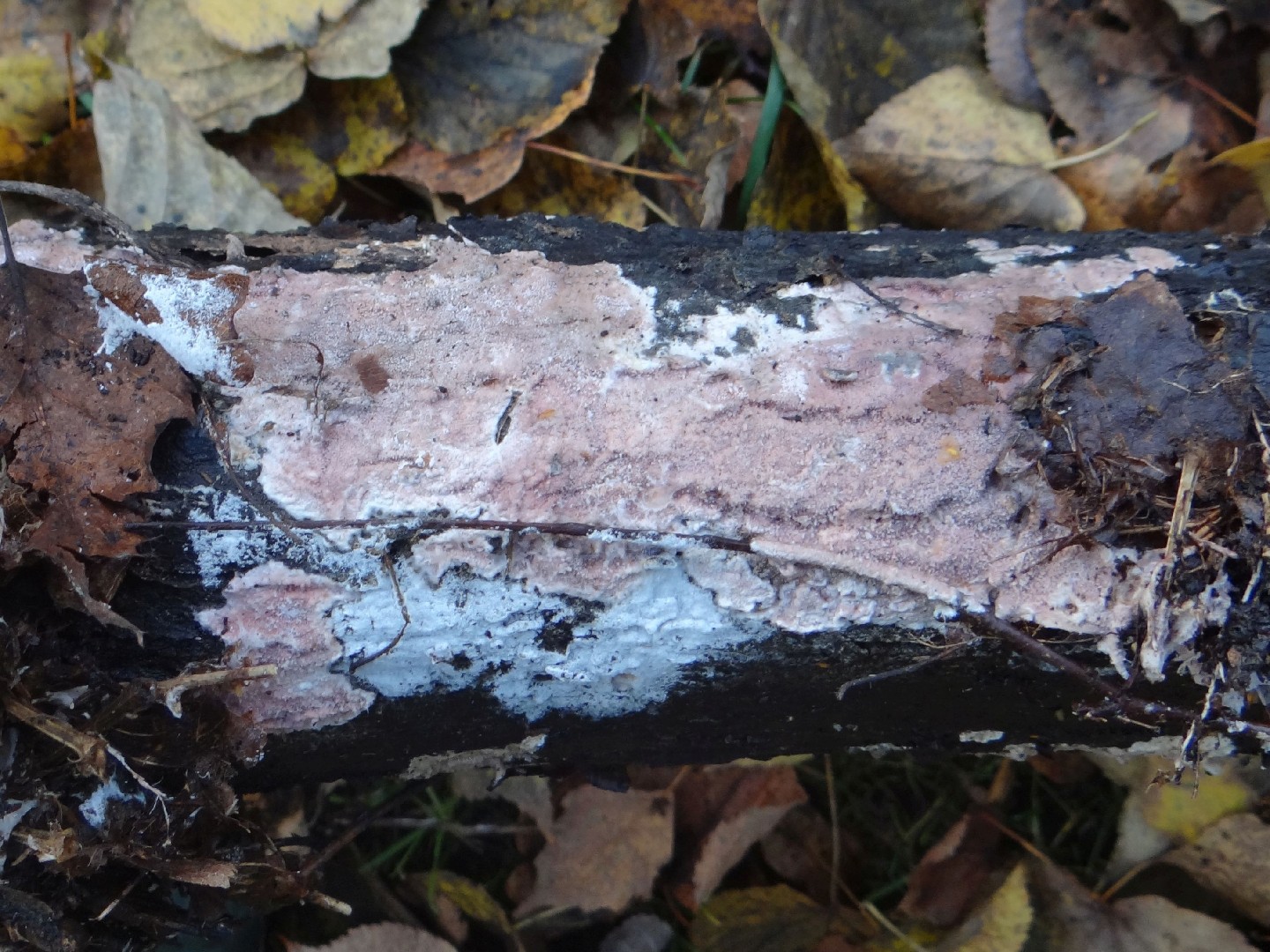 Hyphoderma (Hyphoderma) - Picture Mushroom