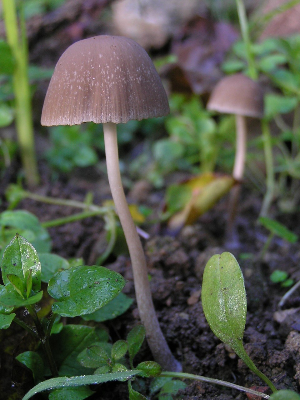 Psathyrella obtusata (Psathyrella obtusata) - Picture Mushroom