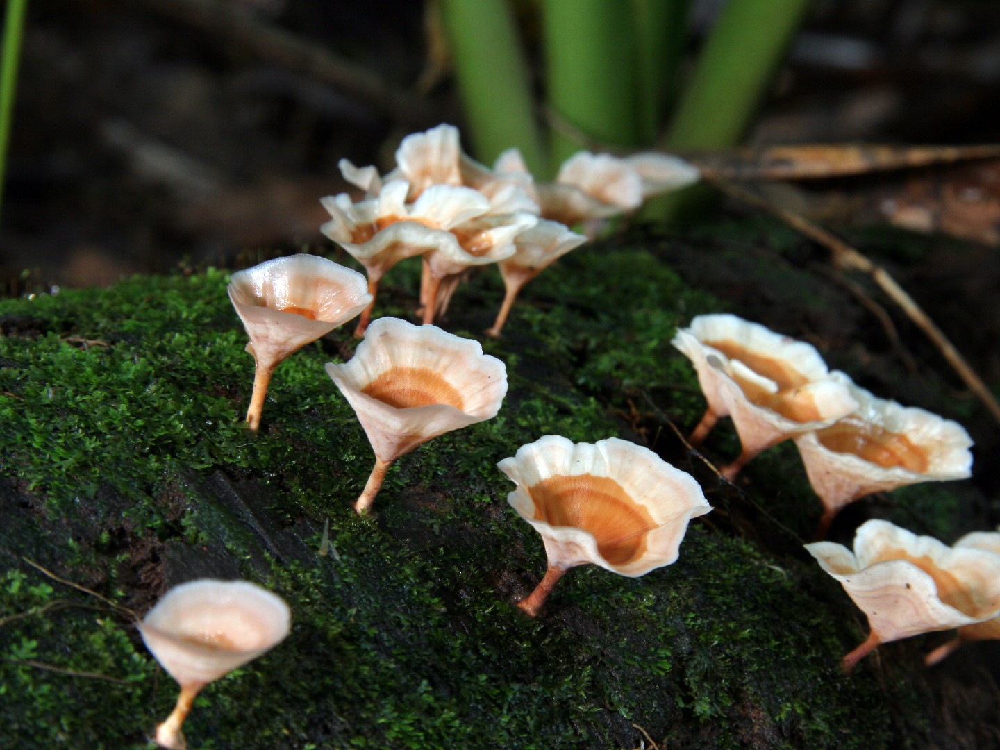 Cotylidia undulata (Cotylidia undulata) - Picture Mushroom