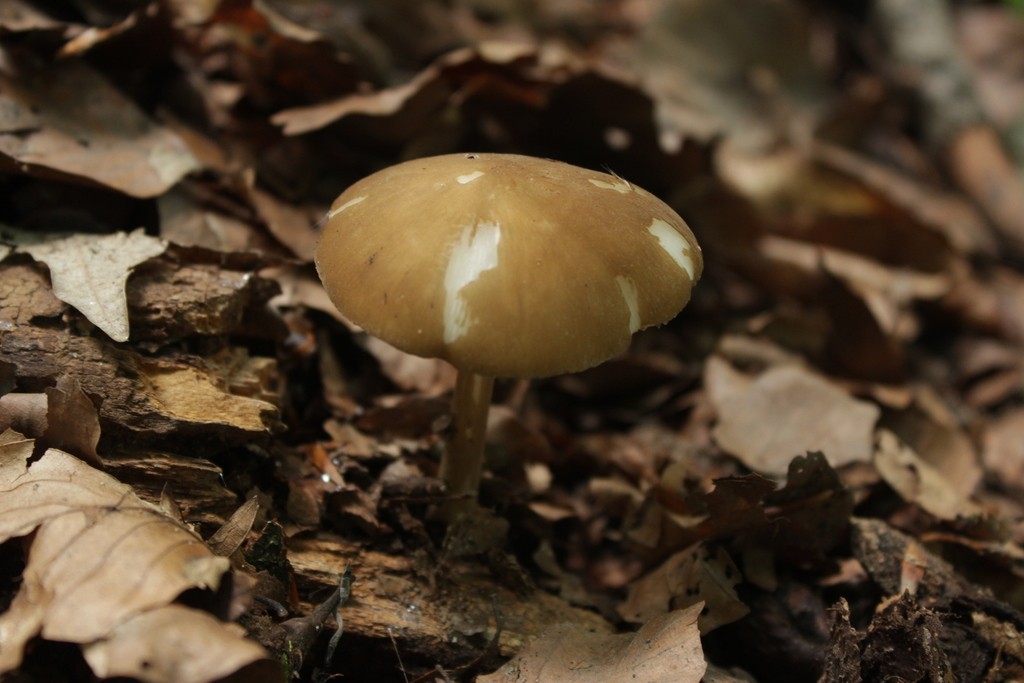 Hydropus (Hydropus) - Picture Mushroom