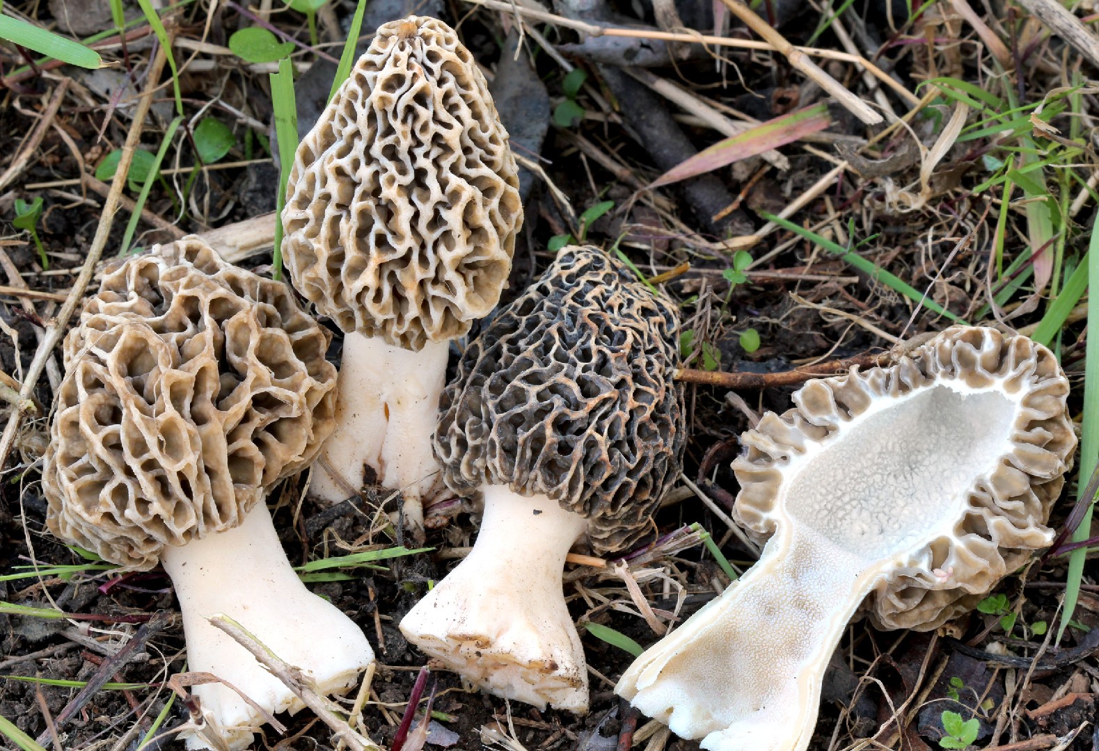 Morchella esculentoides (Morchella esculentoides) - Picture Mushroom