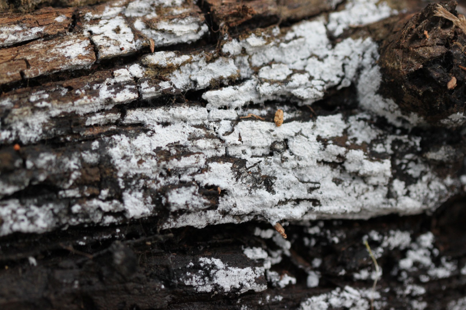 Athelia (Athelia) - Picture Mushroom