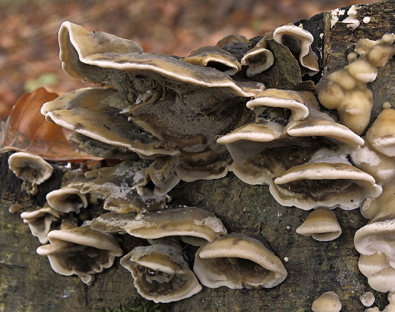 Políporo adusto (Bjerkandera adusta) - Picture Mushroom