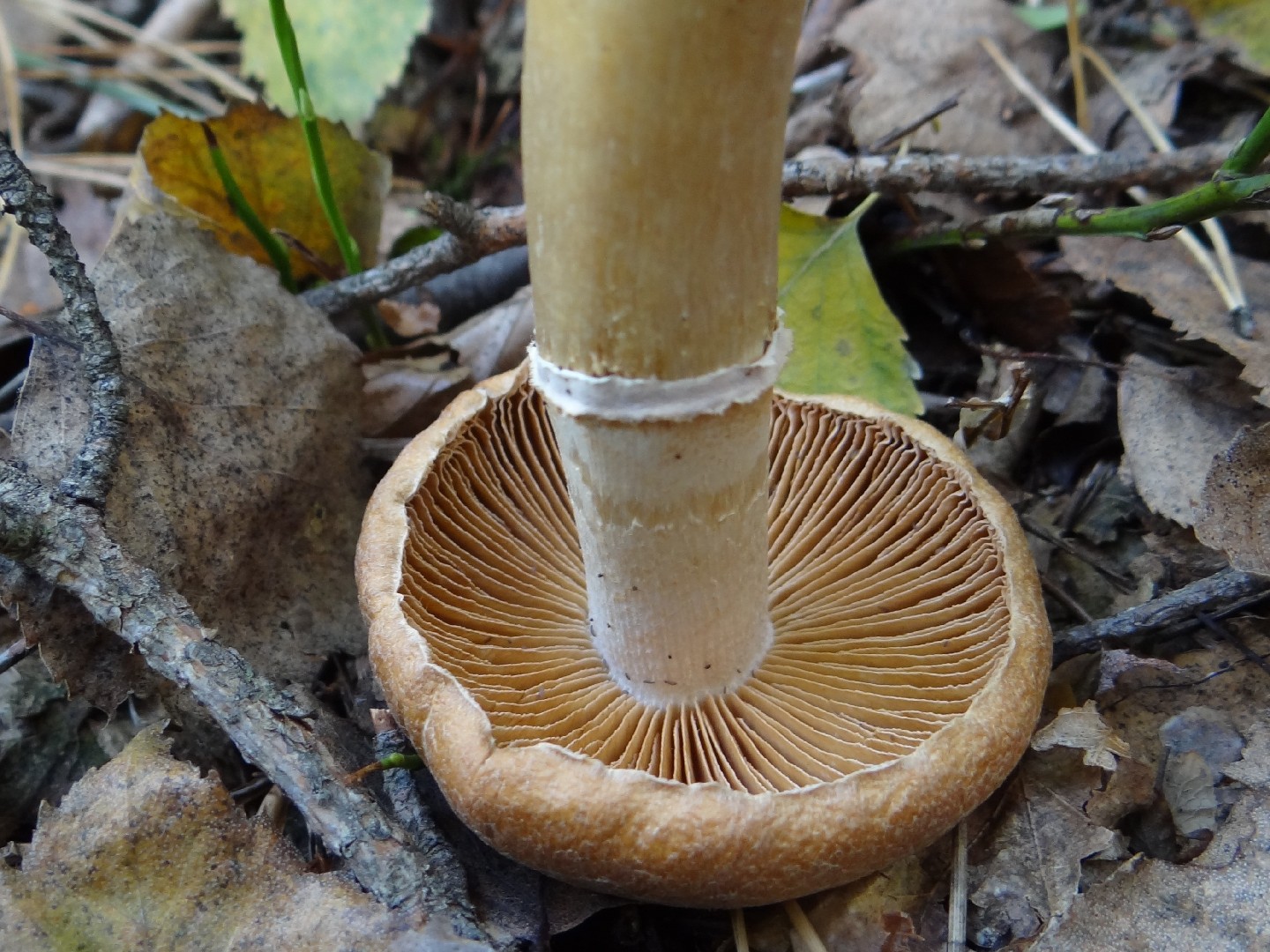 Gypsy mushroom How to identify it? - Picture Mushroom