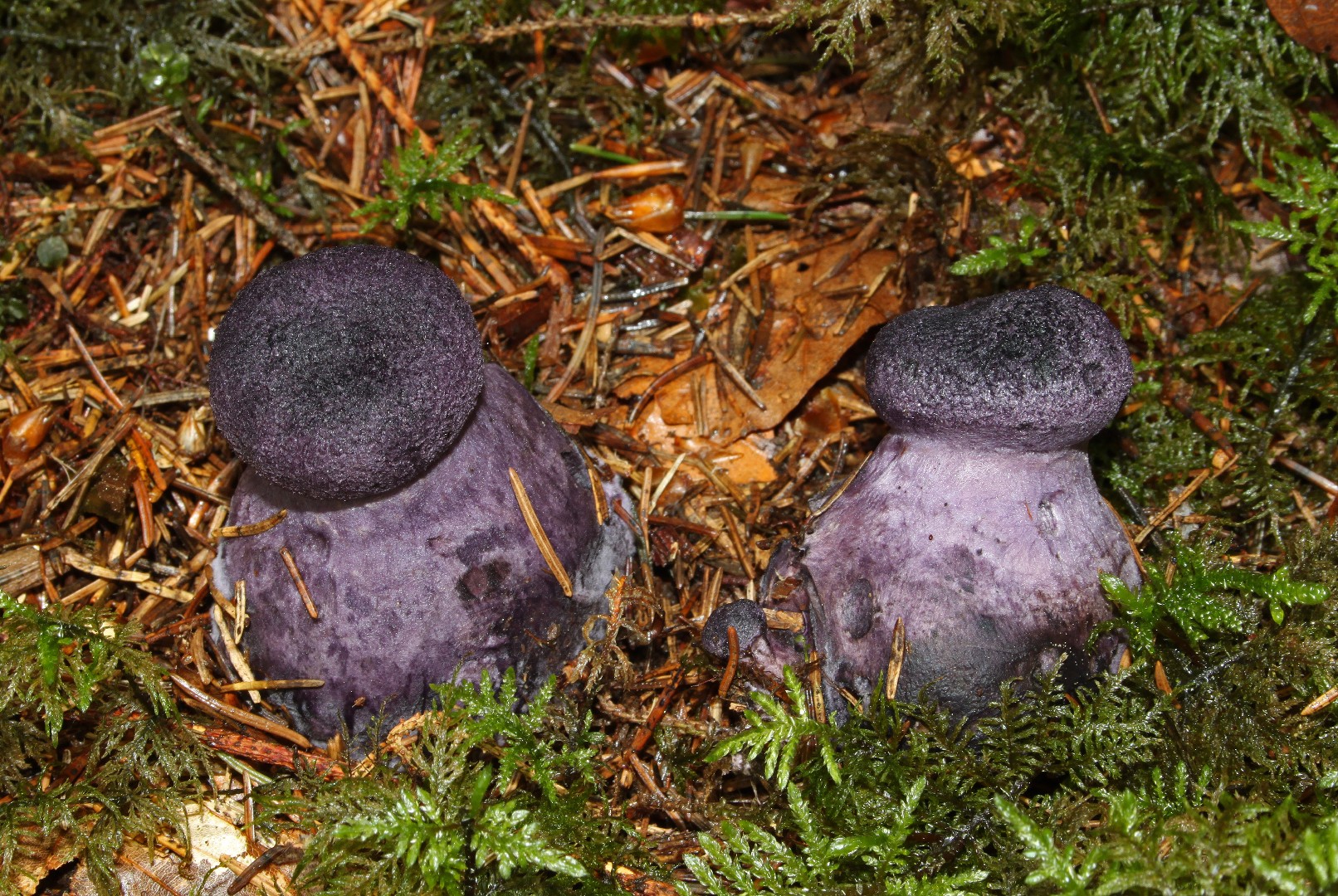 Violet webcap How to identify it? - Picture Mushroom