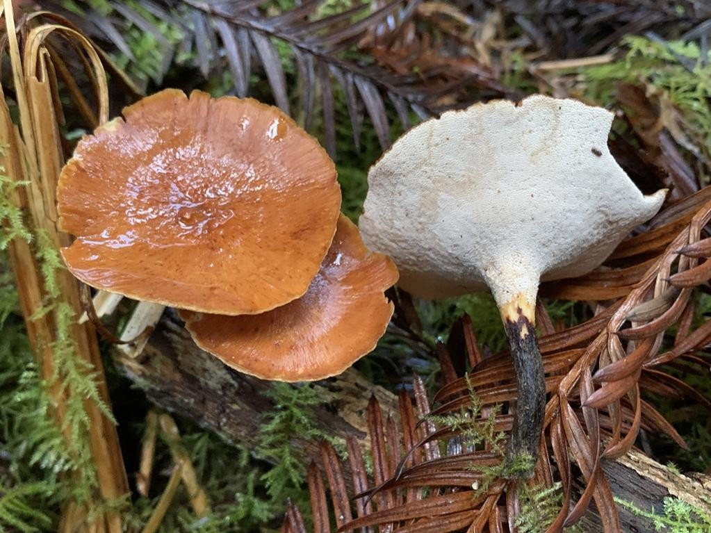 Cerioporus leptocephalus (Cerioporus leptocephalus) - Picture Mushroom