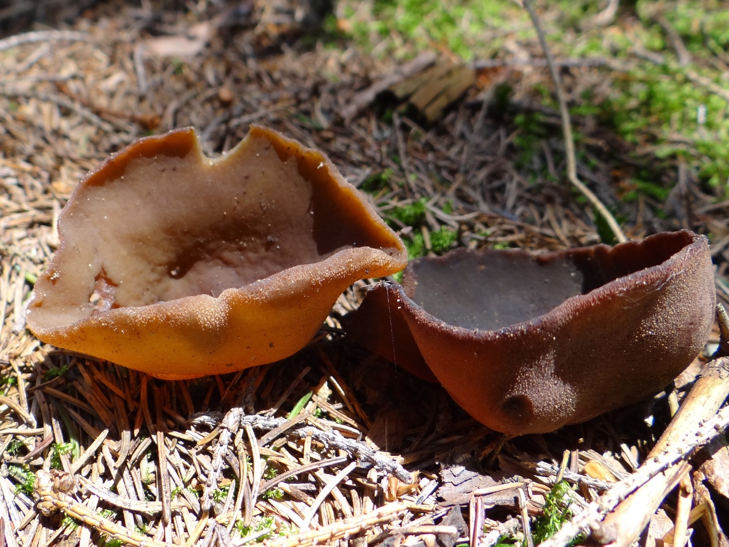 Cup fungi (Pezizaceae) - Picture Mushroom
