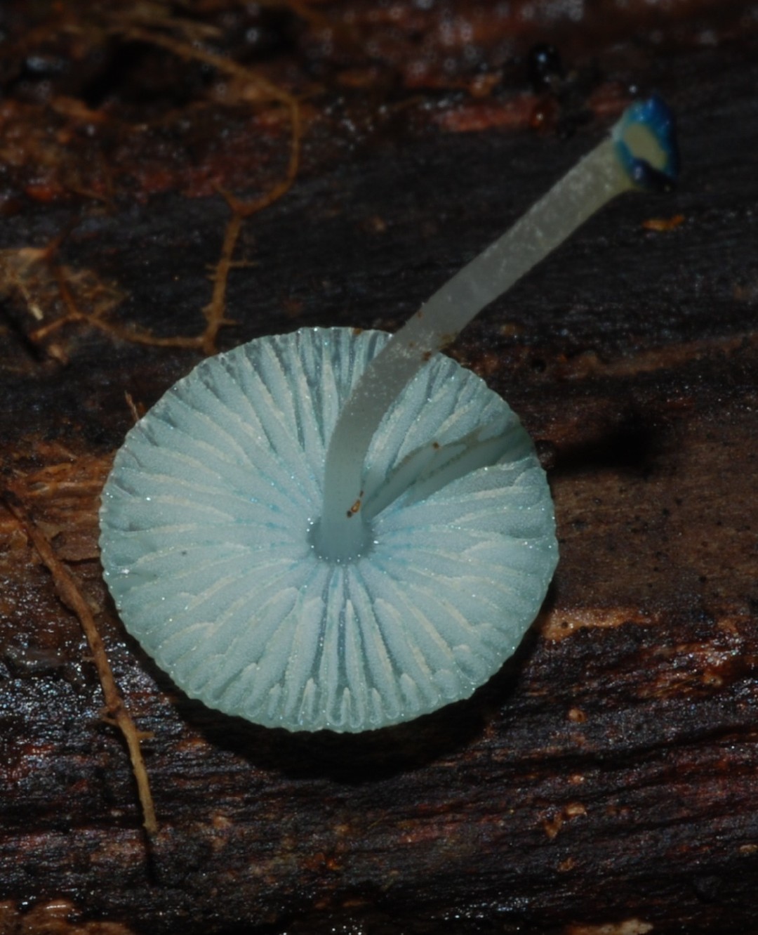 Pixie's parasol How to identify it? - Picture Mushroom