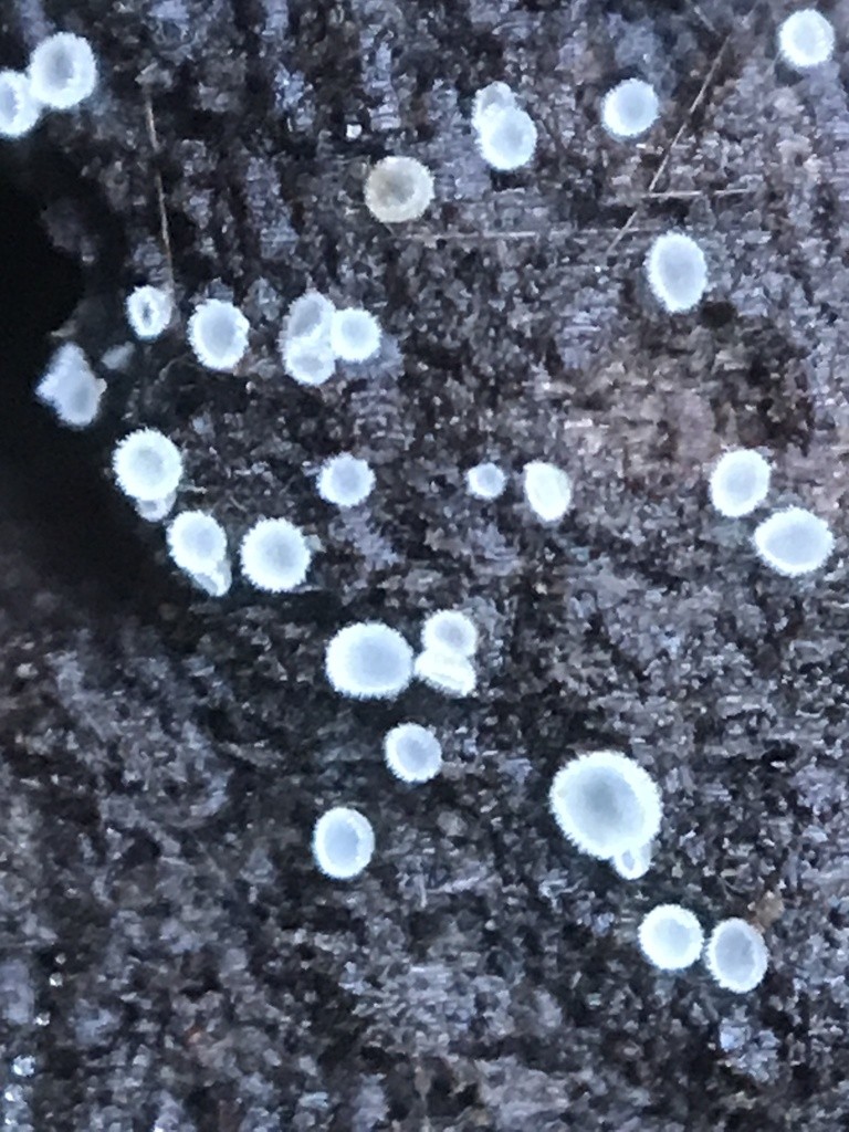 Lachnum (Lachnum) - Picture Mushroom