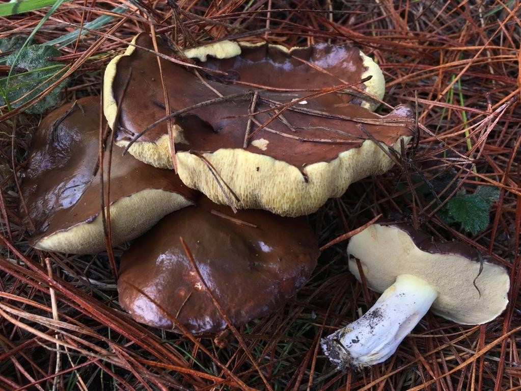 Suillus brevipes (Suillus brevipes) - Picture Mushroom