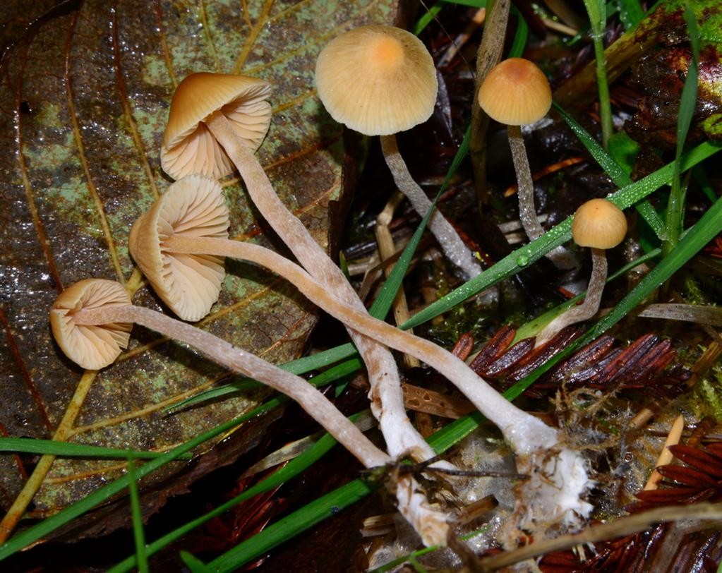 Galerina semilanceata (Galerina semilanceata) - Picture Mushroom