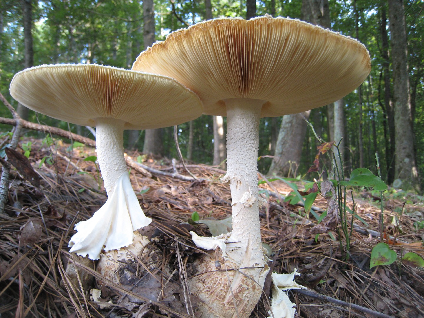 Carrot-footed lepidella How to identify it? - Picture Mushroom