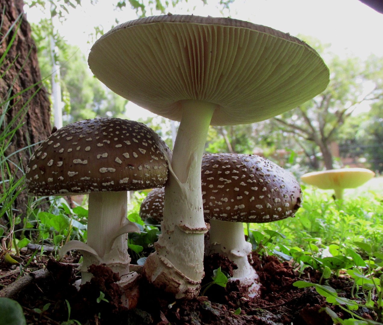 Picture Mushroom - كيف يمكن التعرف عليه؟ Amanita pantherina