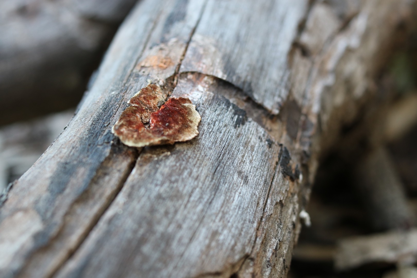 Coltriciella (Coltriciella) - Picture Mushroom