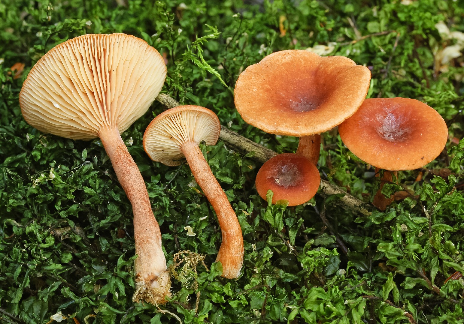 Süßlicher Buchenmilchling (Lactarius subdulcis) - Picture Mushroom