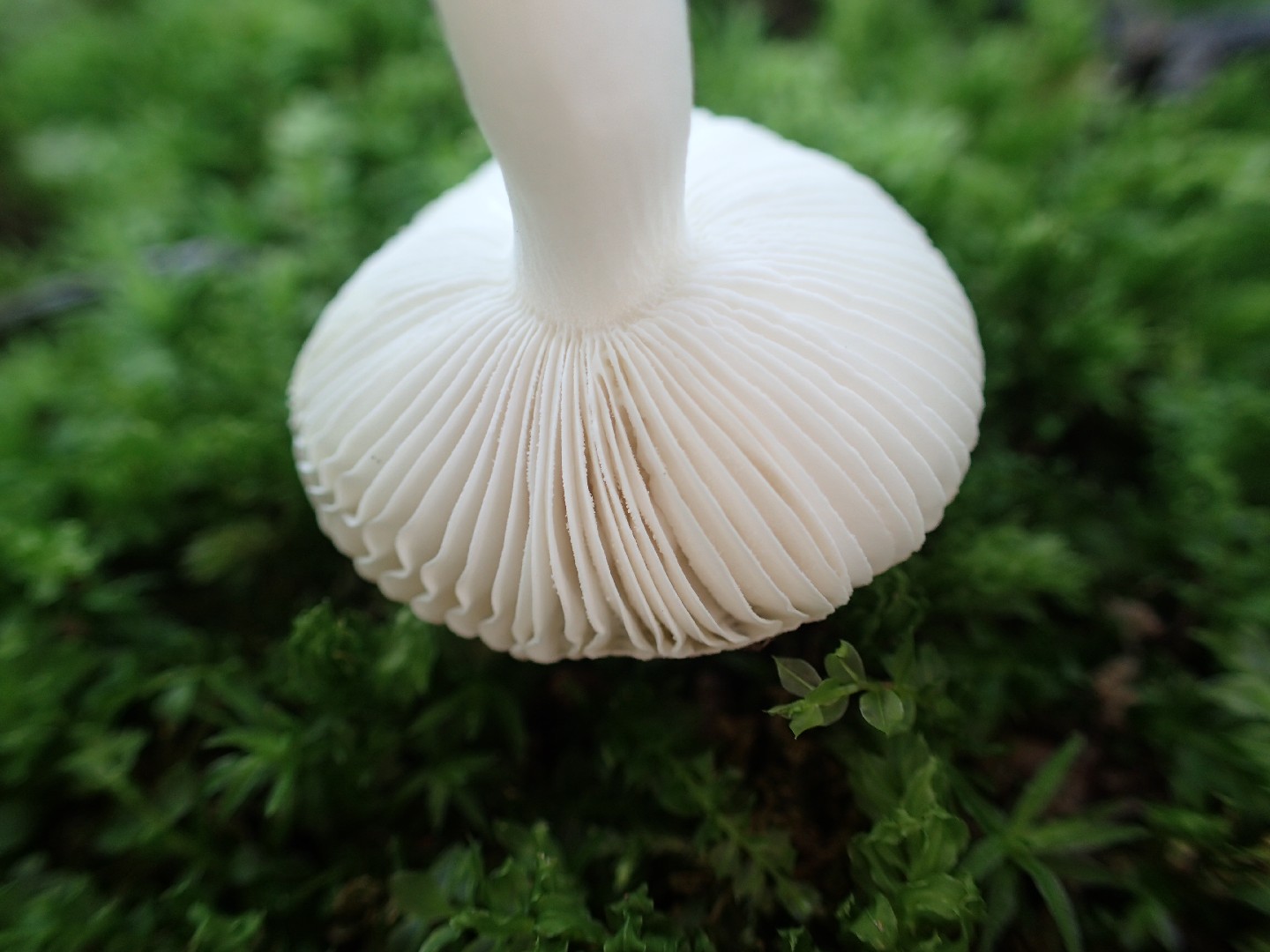 Russula kansaiensis (Russula kansaiensis) - Picture Mushroom