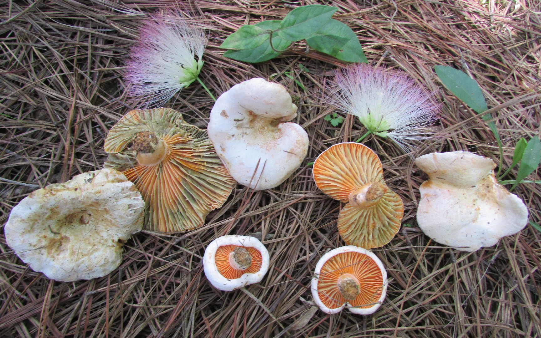 Lactarius salmoneus (Lactarius salmoneus) - Picture Mushroom
