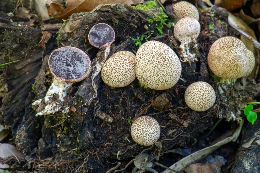 Leopard earthball How to identify it? - Picture Mushroom