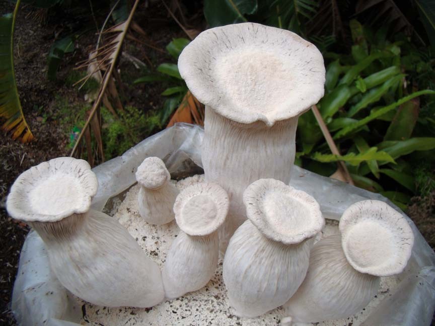Pleurotus nebrodensis (Pleurotus nebrodensis) - Picture Mushroom
