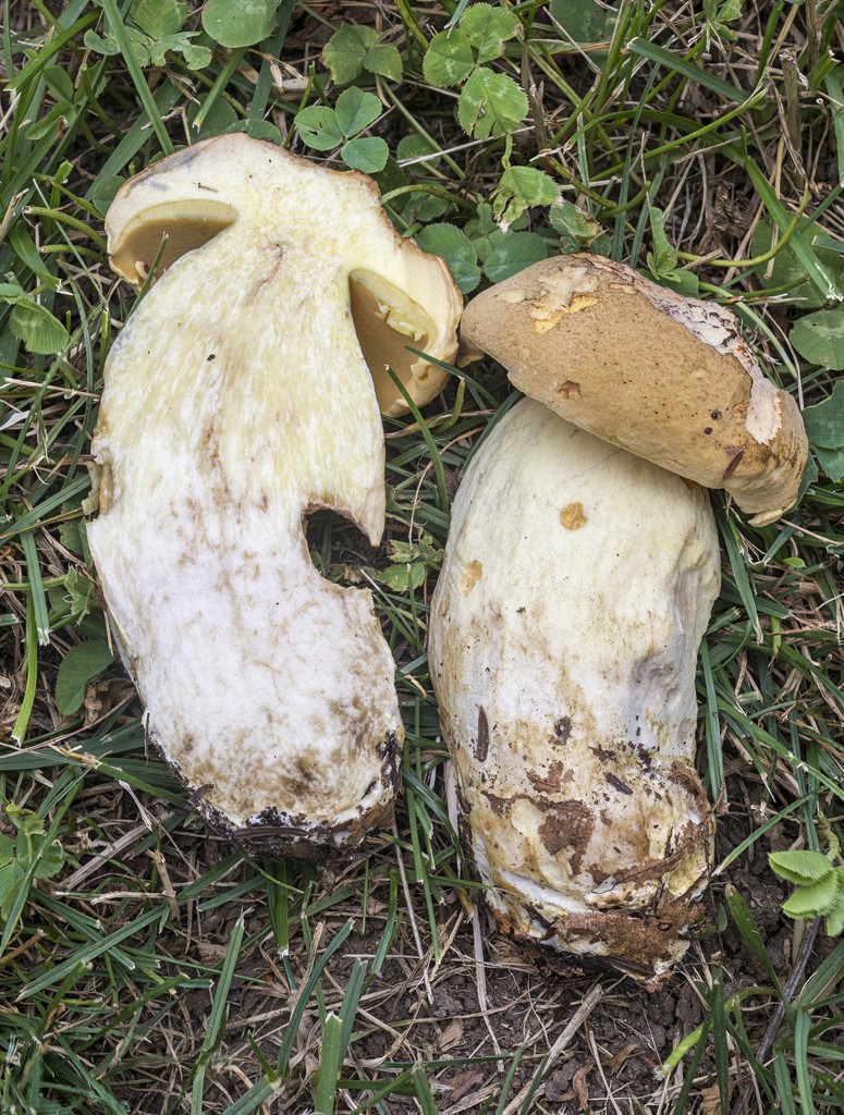 Boletus huronensis (Boletus huronensis) - Picture Mushroom