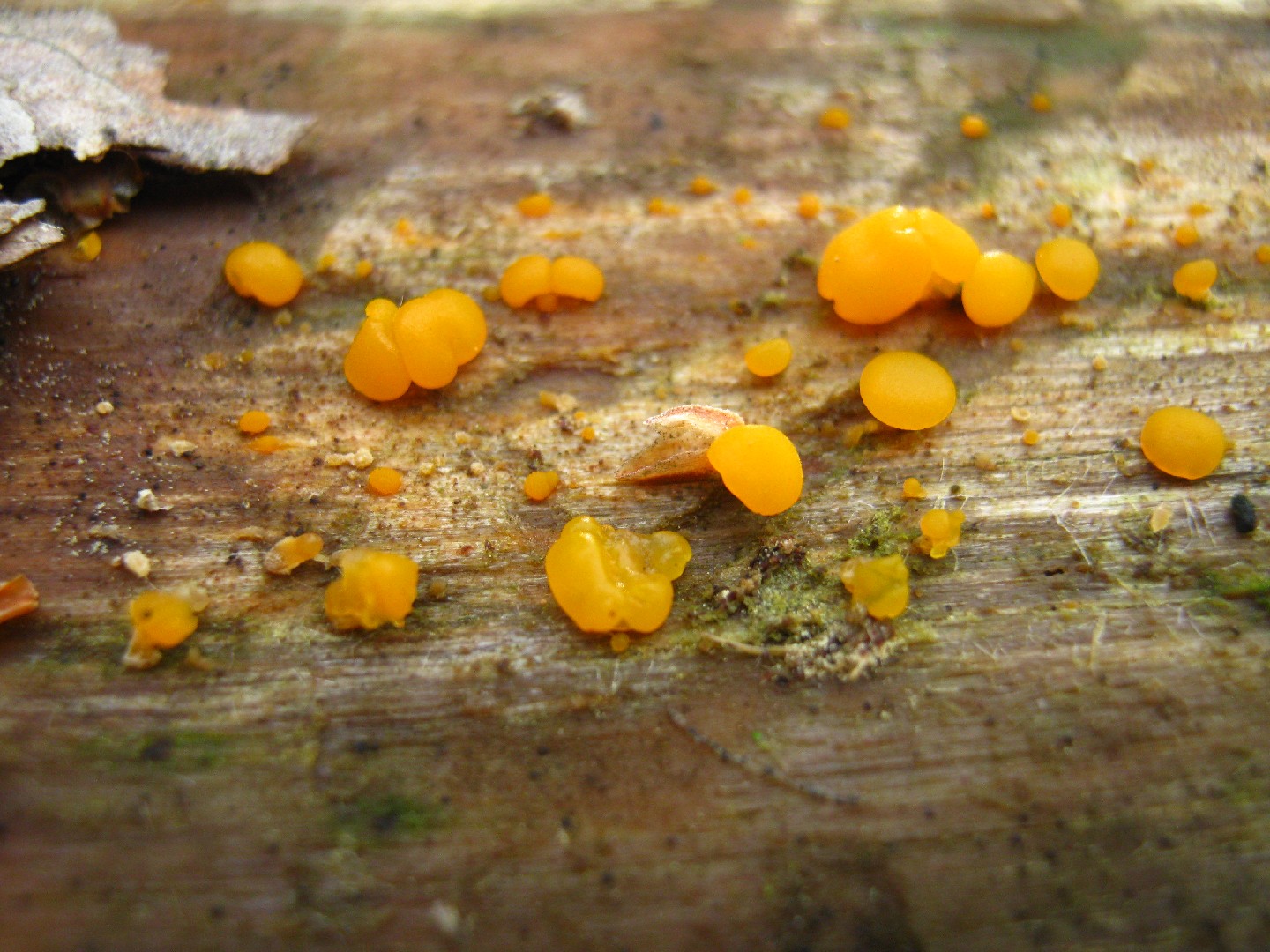 Dacrymyces (Dacrymyces) - Picture Mushroom