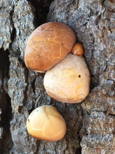 Veiled polypore How to identify it? - Picture Mushroom
