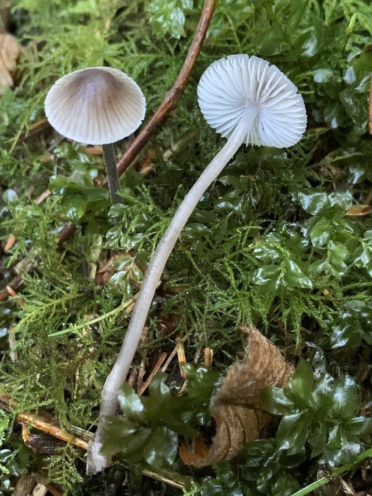 クヌギタケ属 (Mycena) - Picture Mushroom